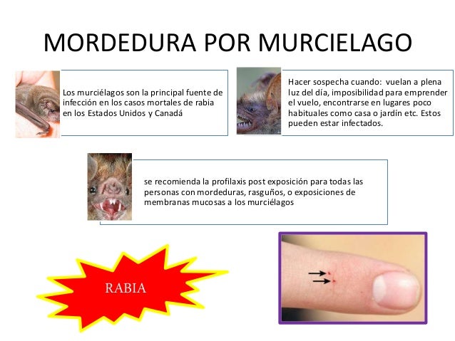Mordeduras