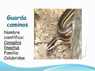 Mordeduras de serpientes venenosas | PPTX