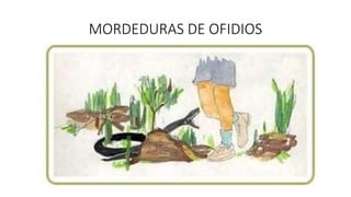 Mordeduras y picaduras | PPTX