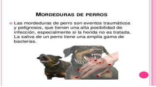 Mordeduras y picaduras | PPTX