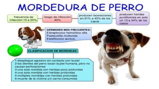 Mordeduras y picaduras | PPTX