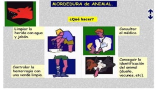 Mordeduras y picaduras | PPTX