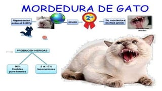 Mordeduras y picaduras | PPTX