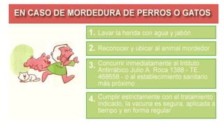 Mordeduras y picaduras | PPTX