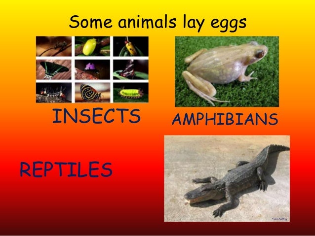 Reptiles, amphibians, insects and fish