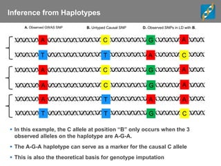 Getting More from GWAS | PPT