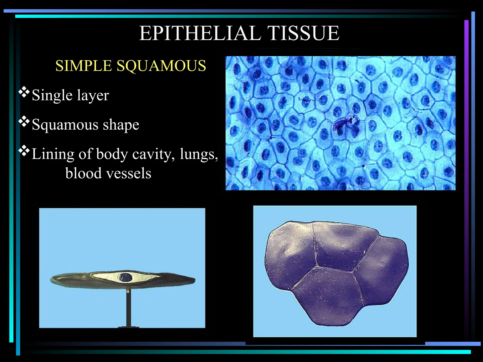Histology of Tissues and Types of Tissues.ppt