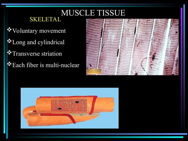 Histology of Tissues and Types of Tissues.ppt