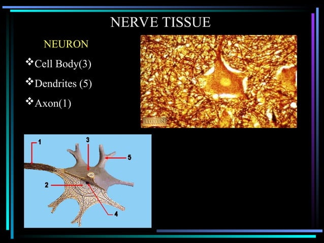 Histology of Tissues and Types of Tissues.ppt