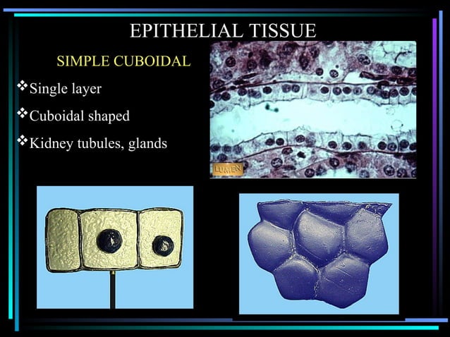 Histology of Tissues and Types of Tissues.ppt