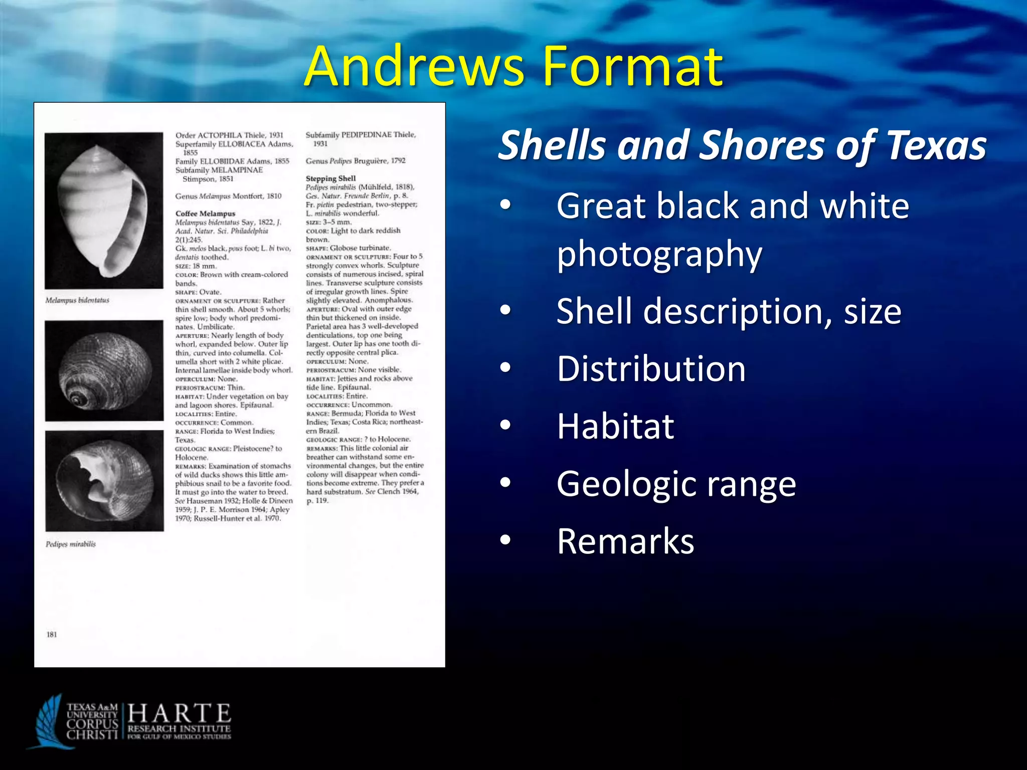 Texas Seashells | PPTX