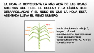 MORFOLOGIA-ANATOMIA-CAÑA_AZUCAR_ CLASE2023.pptx