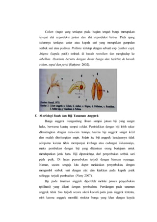 Morf anggrek | DOCX