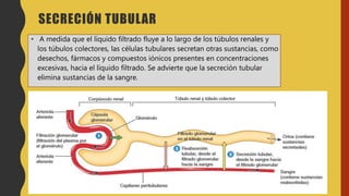 FISIOLOGÍA RENAL | PPTX