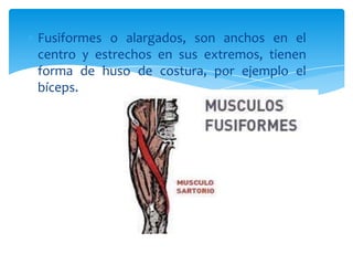 Morfo.,espo | PPTX