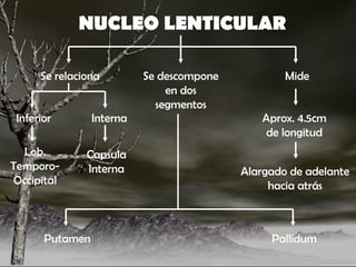 Morfo - Fisiologia De Neuro | PPT