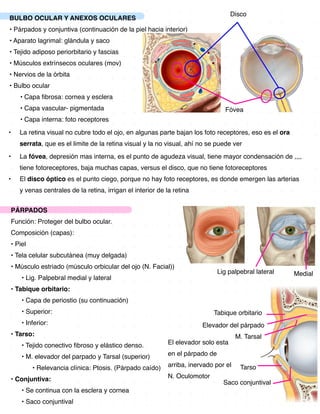 Anatomía e histologia de cavidad orbitaria | PDF