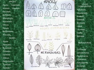MORFOFISIOLOGÍA RELACIONADA A PAISAJISMO..ppt