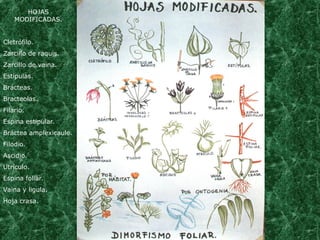 MORFOFISIOLOGÍA RELACIONADA A PAISAJISMO..ppt