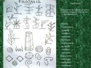 MORFOFISIOLOGÍA RELACIONADA A PAISAJISMO..ppt