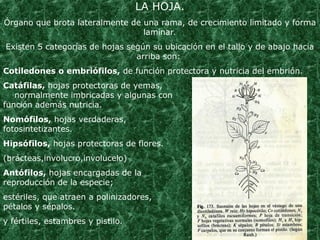 MORFOFISIOLOGÍA RELACIONADA A PAISAJISMO..ppt