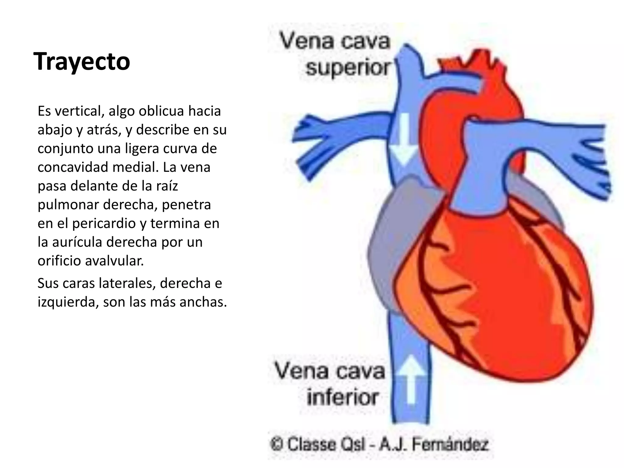 Morfofisiología II venas subclavia y cava superior | PPTX