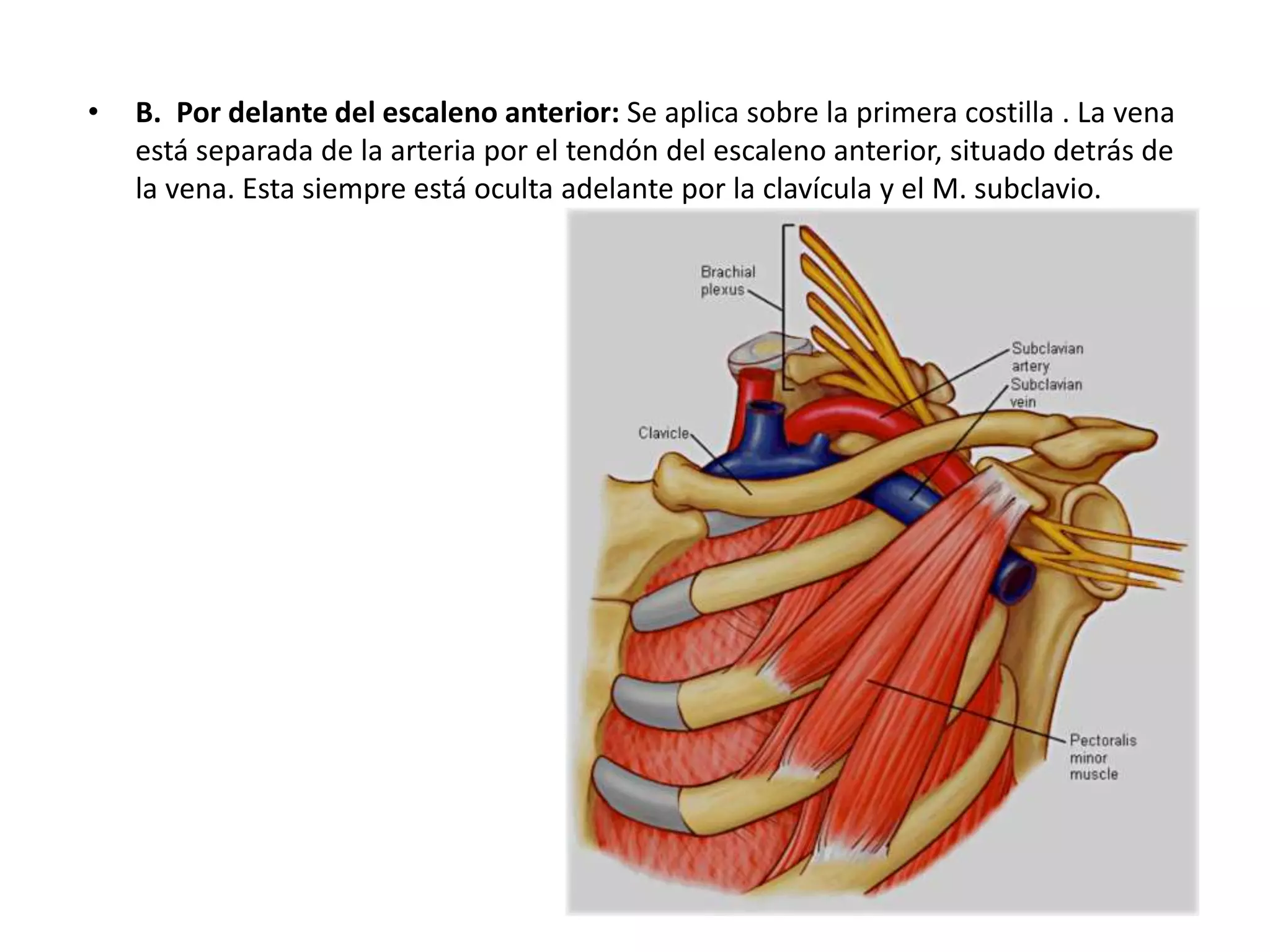 Morfofisiología II venas subclavia y cava superior | PPTX