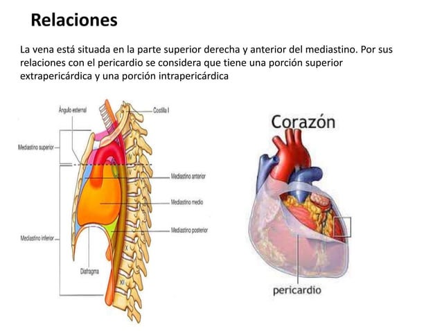 Morfofisiología II venas subclavia y cava superior | PPTX