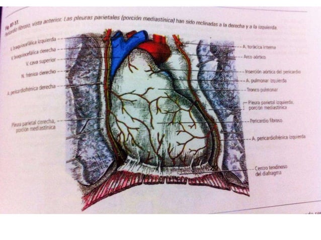 Morfofisiología II venas subclavia y cava superior | PPTX