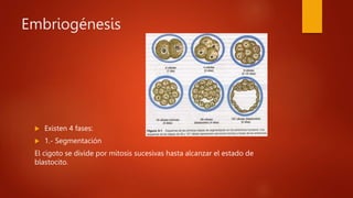 Morfofisiología Tema 1.pptx
