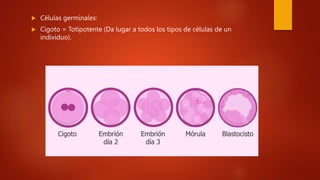 Morfofisiología Tema 1.pptx