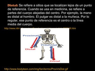 Terminos Anatomicos | PPT