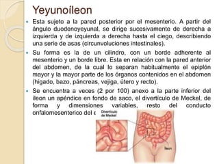 Embriologia, Anatomia, Histologia y Fisiologia del Intestino Delgado | PPTX