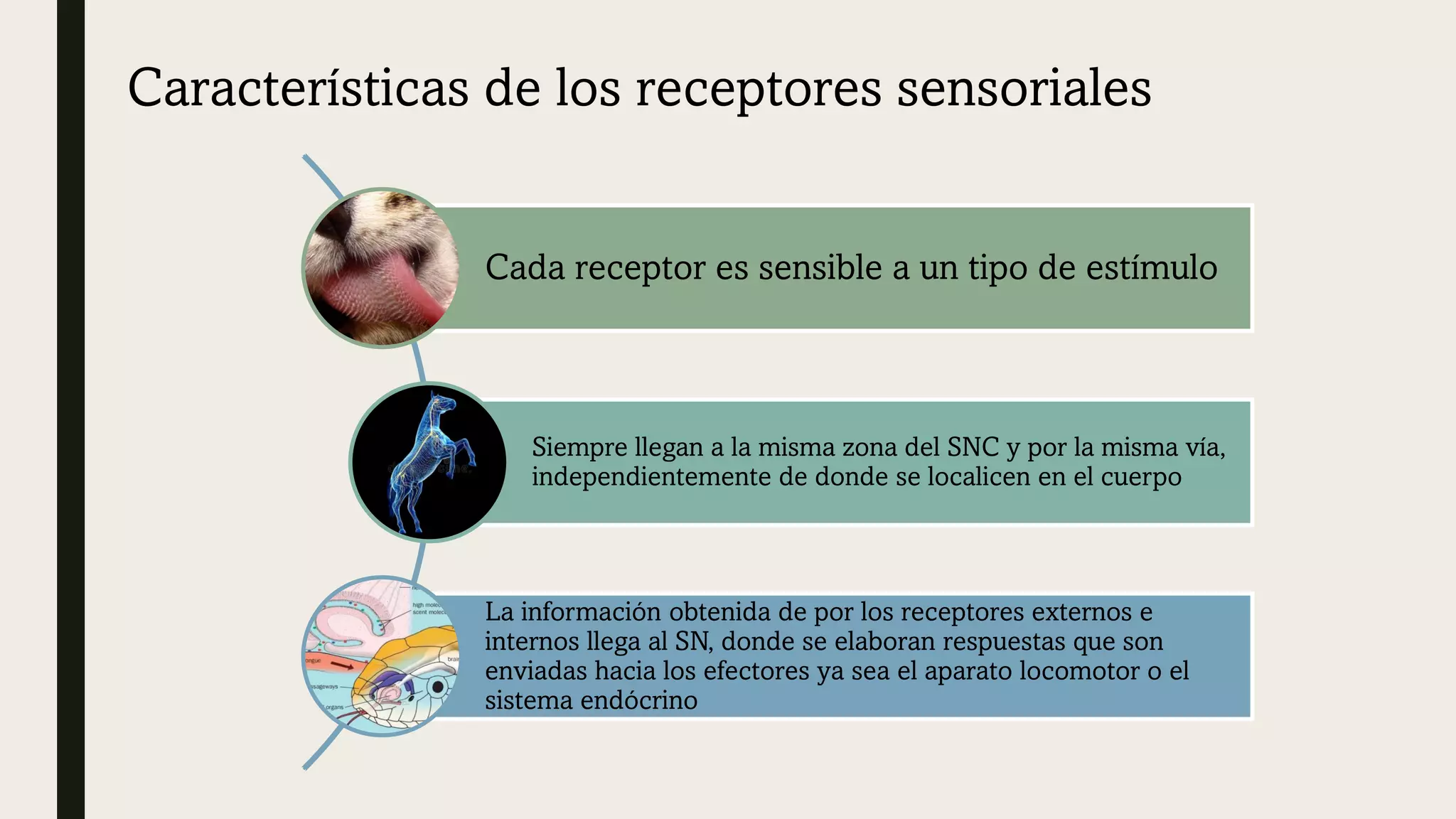 Morfofisiologia comparada de los receptores sensoriales | PPT