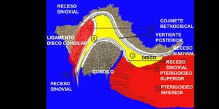 Morfo fisiologia de la ATM Articulacion Temporomandibular | PPT
