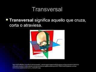 Morfofisiologia trabajo | PPT