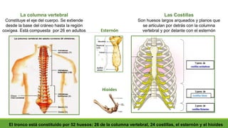 MORFOFUNCIÓN.pptx