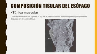 Morfologia, funcion, anatomia del esfoago.pptx
