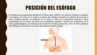 Morfologia, funcion, anatomia del esfoago.pptx