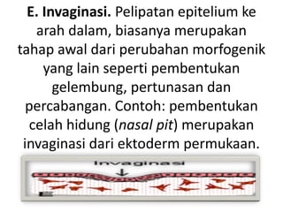 Morfogenesis | PPTX