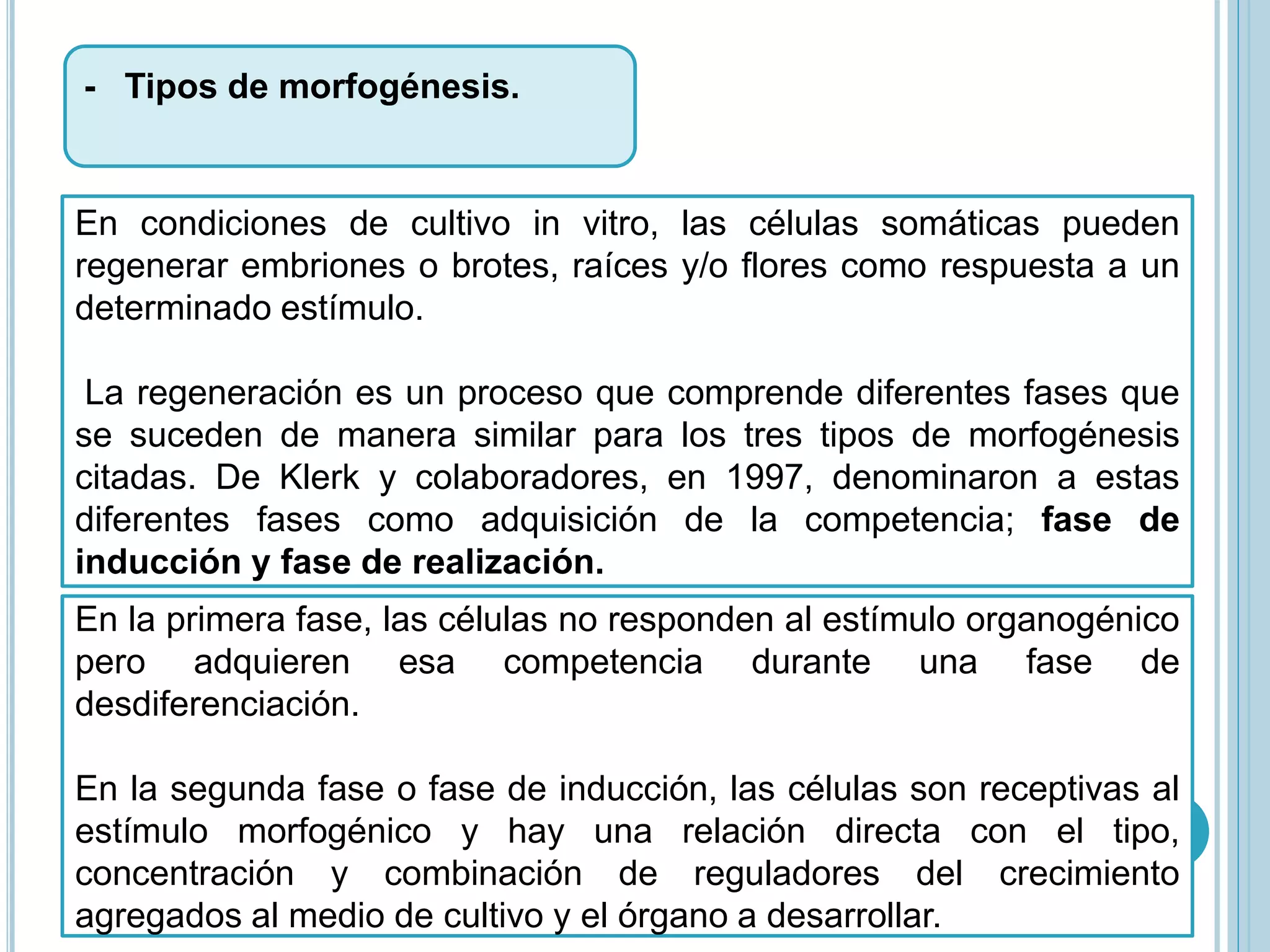 Morfogenesis | PPTX