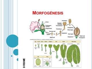 Morfogenesis | PPT