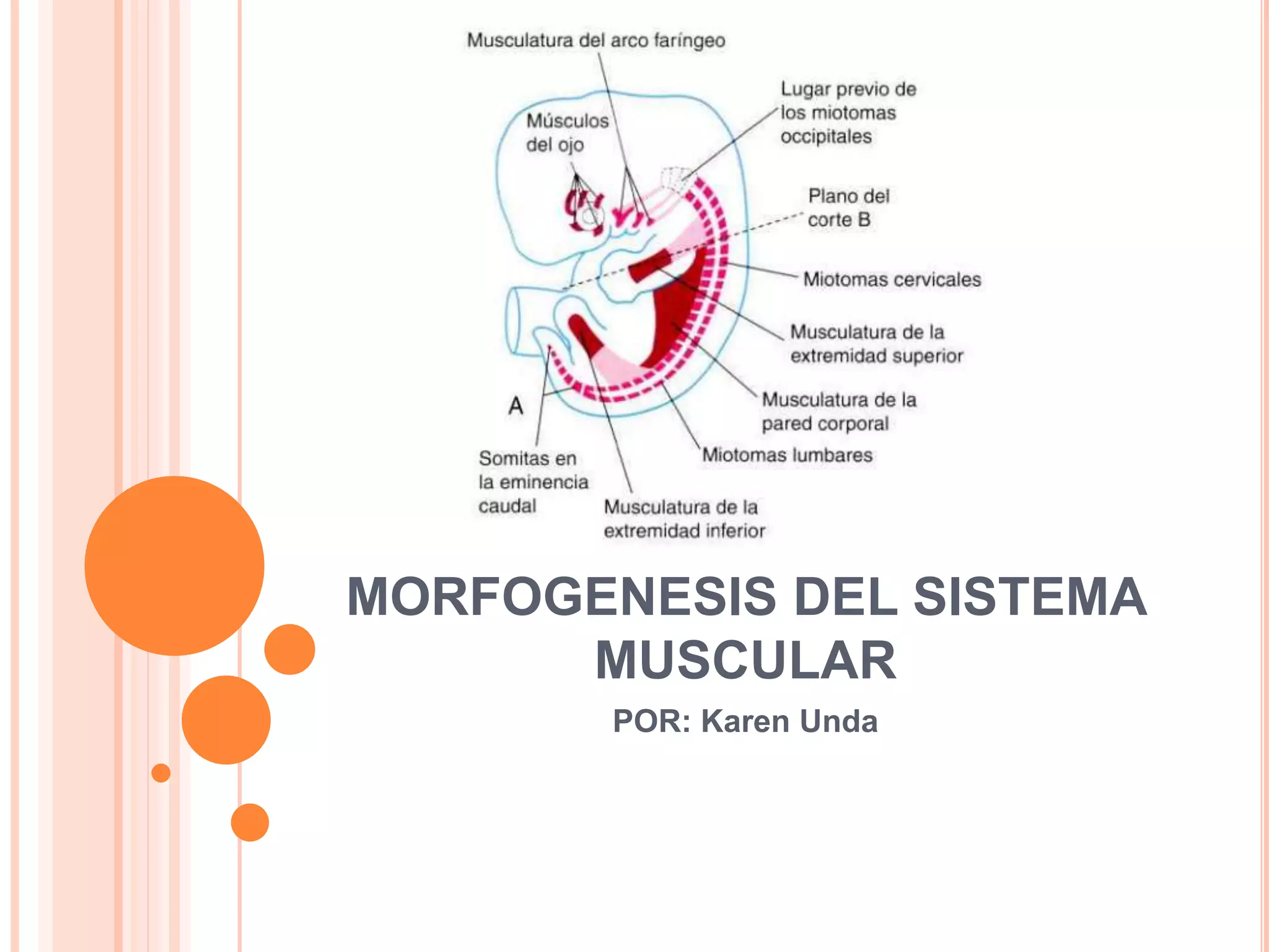 Morfogenesis del sistema muscular | PPTX