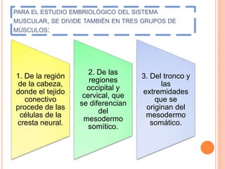 Morfogenesis del sistema muscular | PPTX