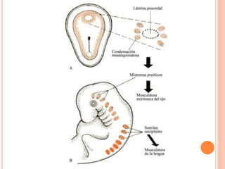 Morfogenesis del sistema muscular | PPTX