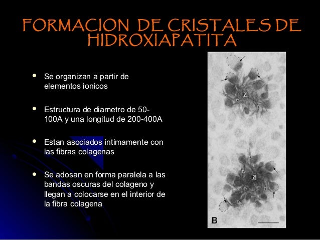 Morfogenesis sistema esqueletico