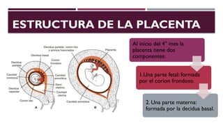 MORFOGÉNESIS, MORFOLOGIA DE LA PLACENTA Y ESTRUCTURAS.pptx