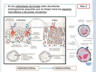Morfogénesis placentaria - OBSTETRICIA | PPTX