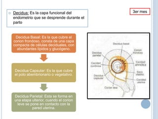 Morfogénesis placentaria - OBSTETRICIA | PPTX