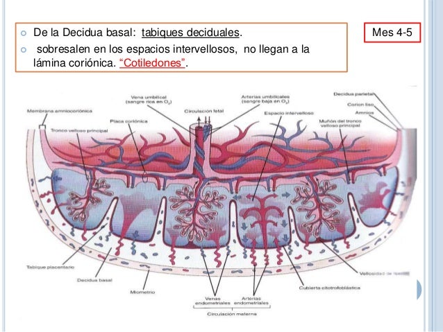 Morfogénesis placentaria - OBSTETRICIA